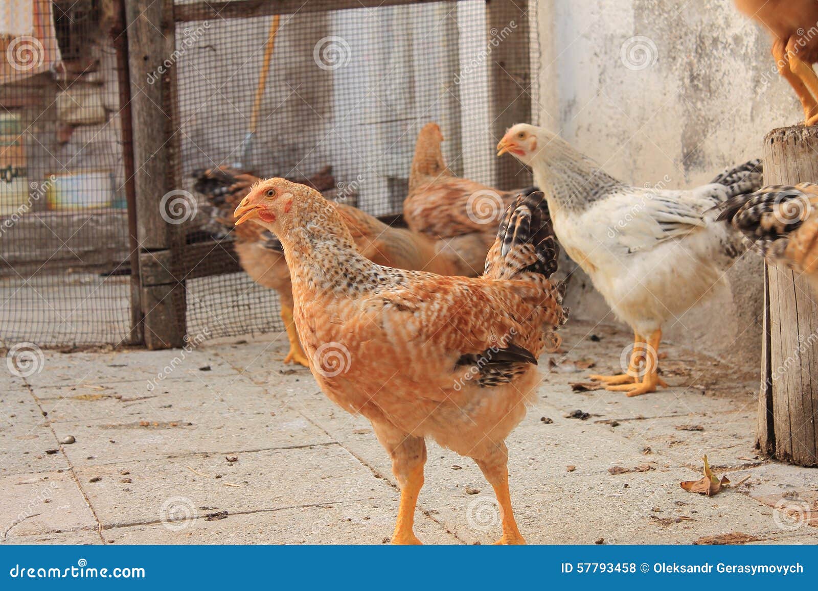 Capons stock photo. Image of phasianidae, beak, barn - 57793458