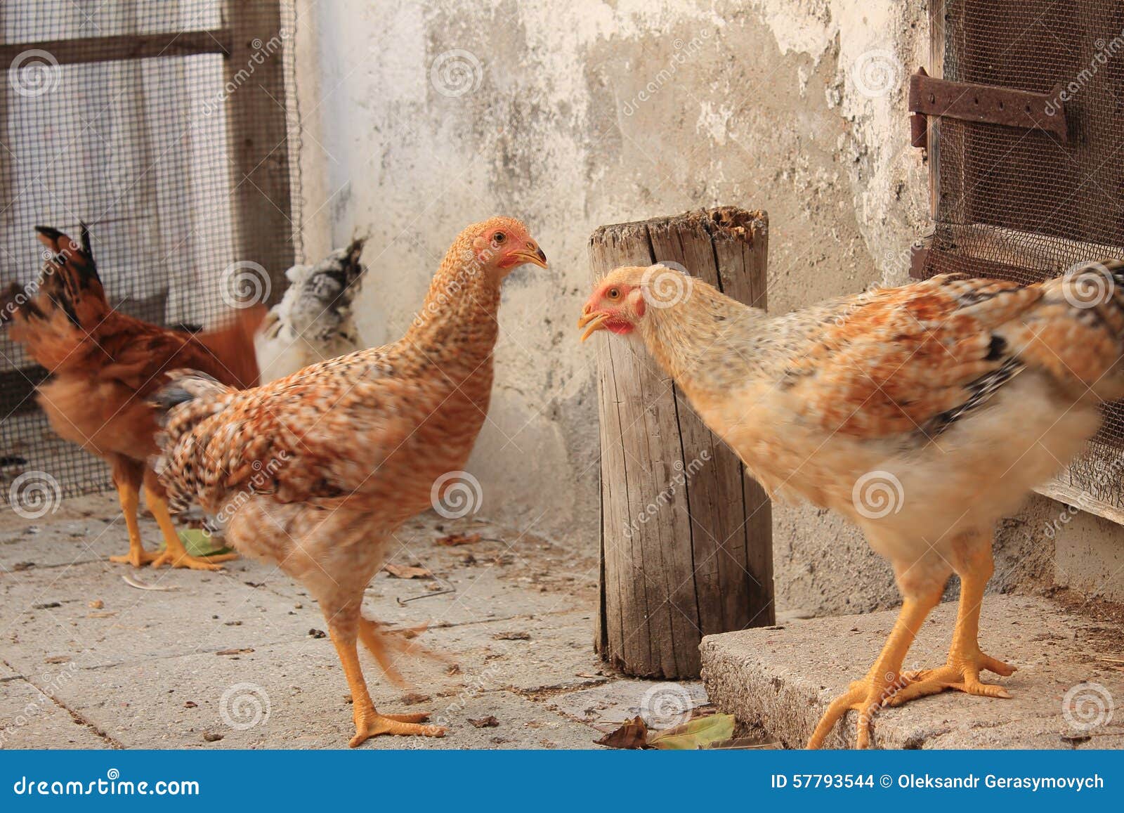 Capons stock photo. Image of barn, galliformes, chicken - 57793544