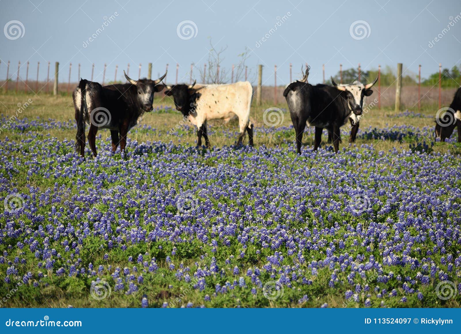 Capos y vacas azules imagen de archivo. Imagen de blanco - 113524097