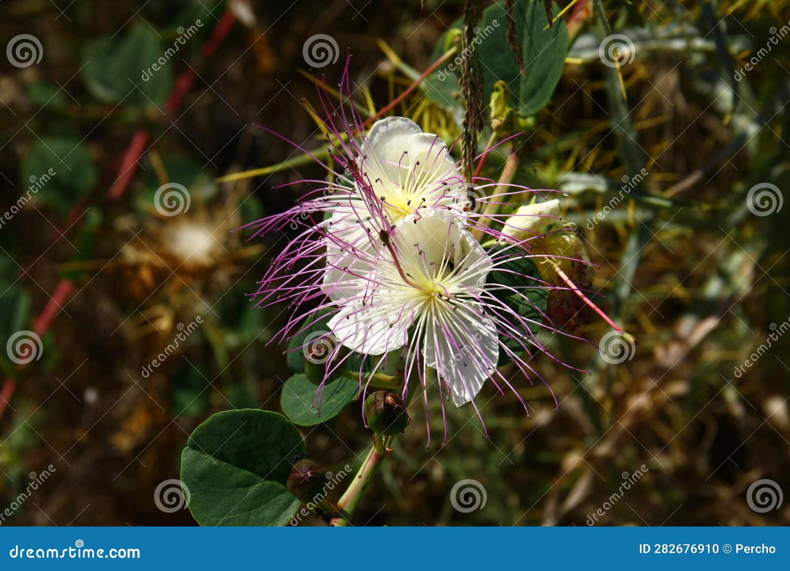 Capparis sicula stock photo. Image of flower, blossom - 282676910
