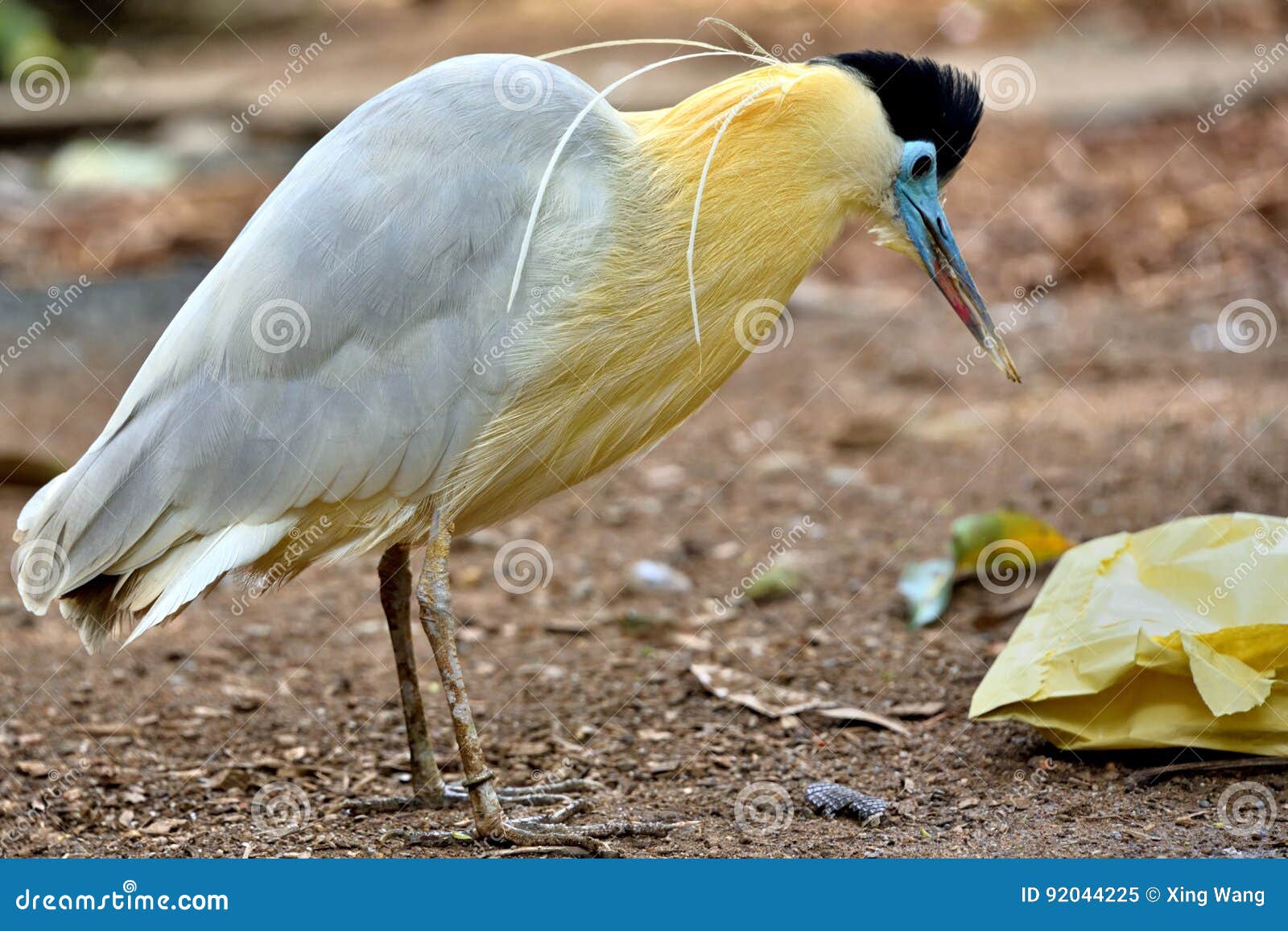 Capped Heron stock image. Image of bird, feathers, colours - 92044225