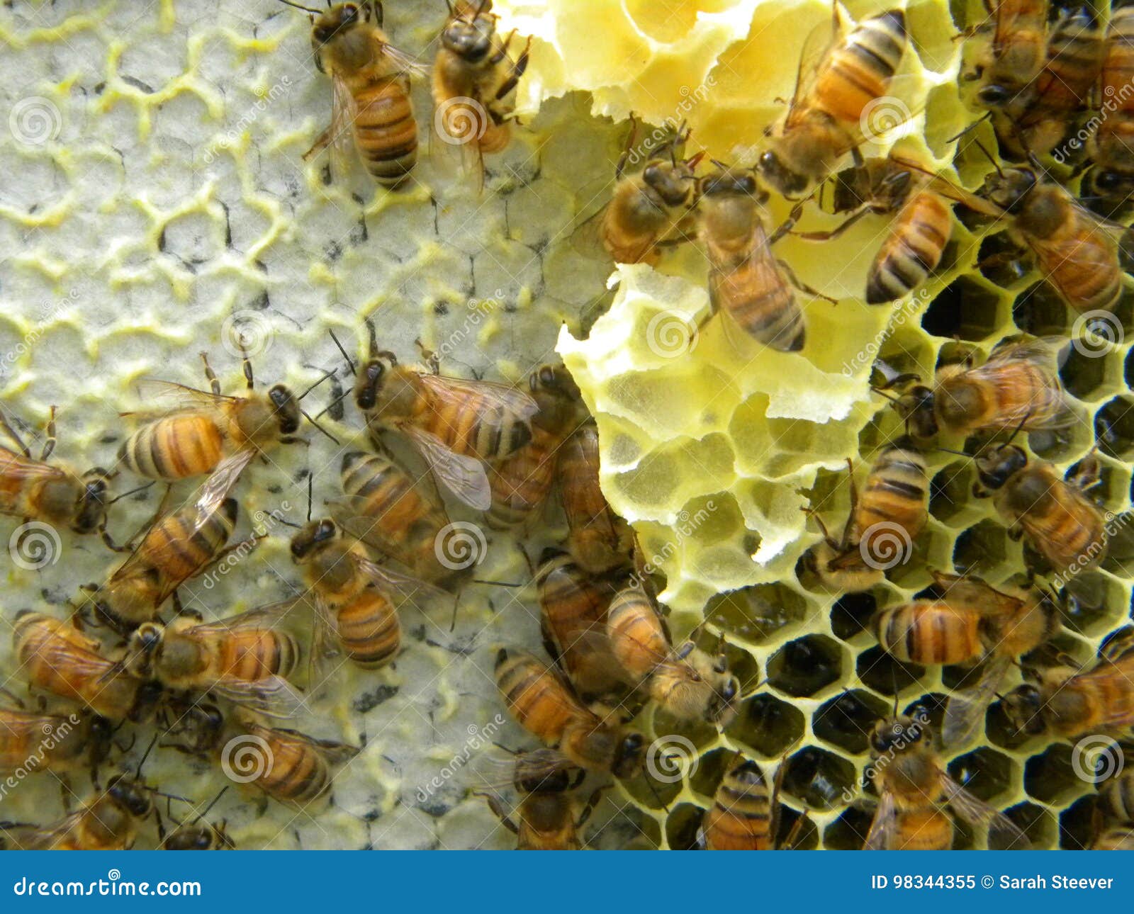 Honey Bee Capped Pupae And Larva Stock Photo | CartoonDealer.com #149255196