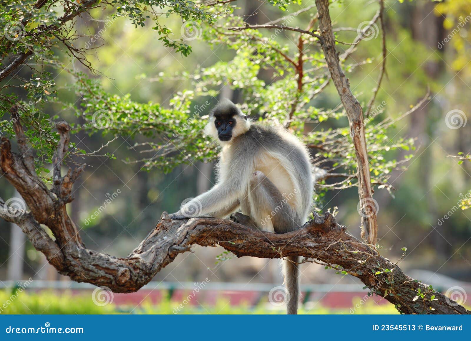 Indian Monkey On Tree