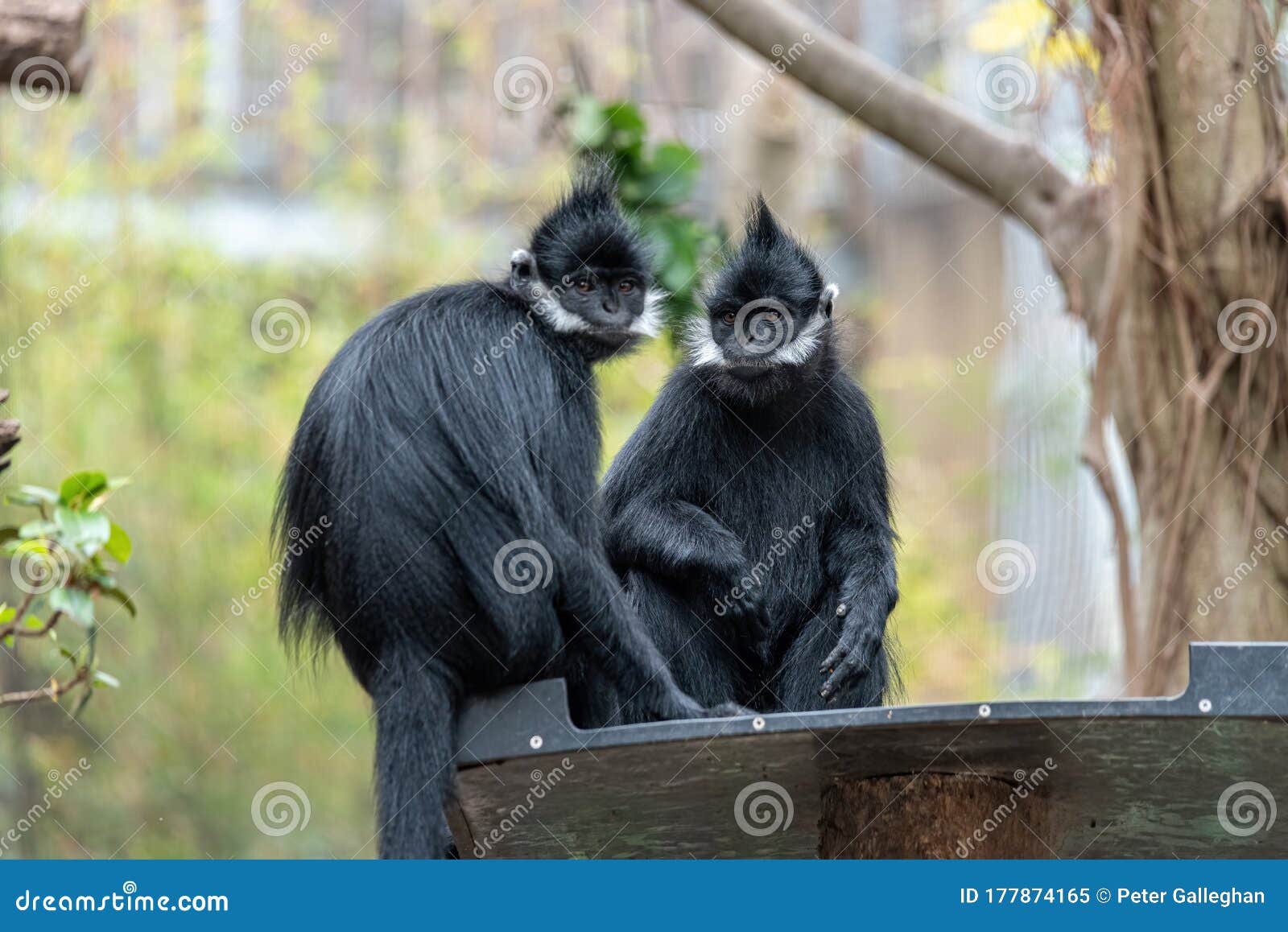 Capped Langur Trachypithecus Pileatus Monkeys Sitting on a Wood Perch ...