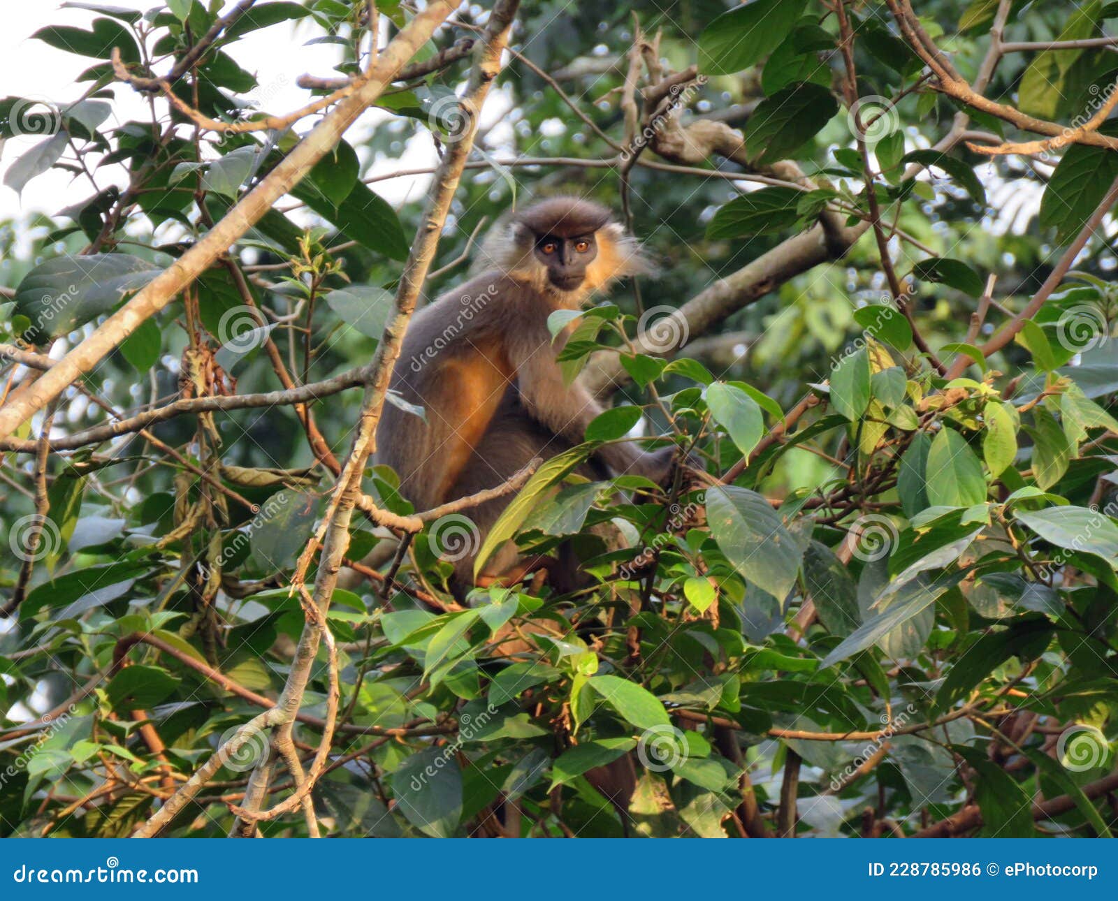 Capped Langur, Trachypithecus Pileatus, Nameri Tiger Reserve Stock ...