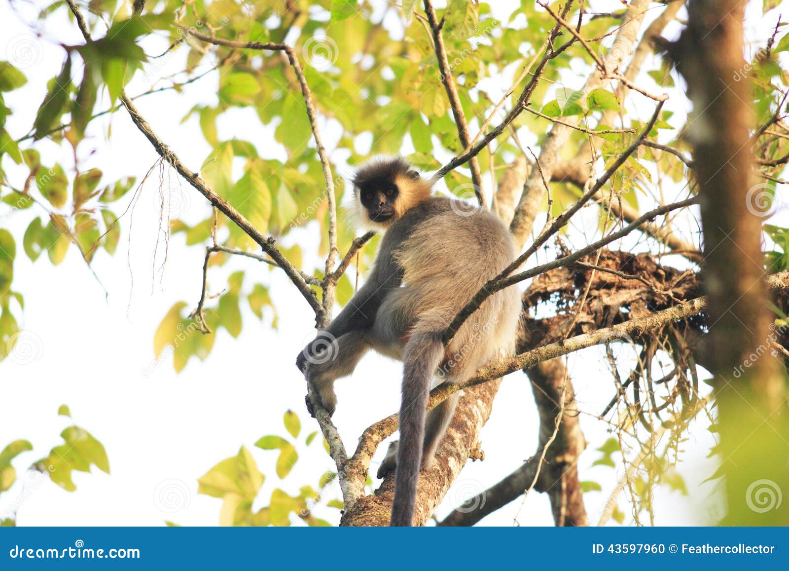 Capped Langur stock photo. Image of jungle, asia, poliocephalus - 43597960