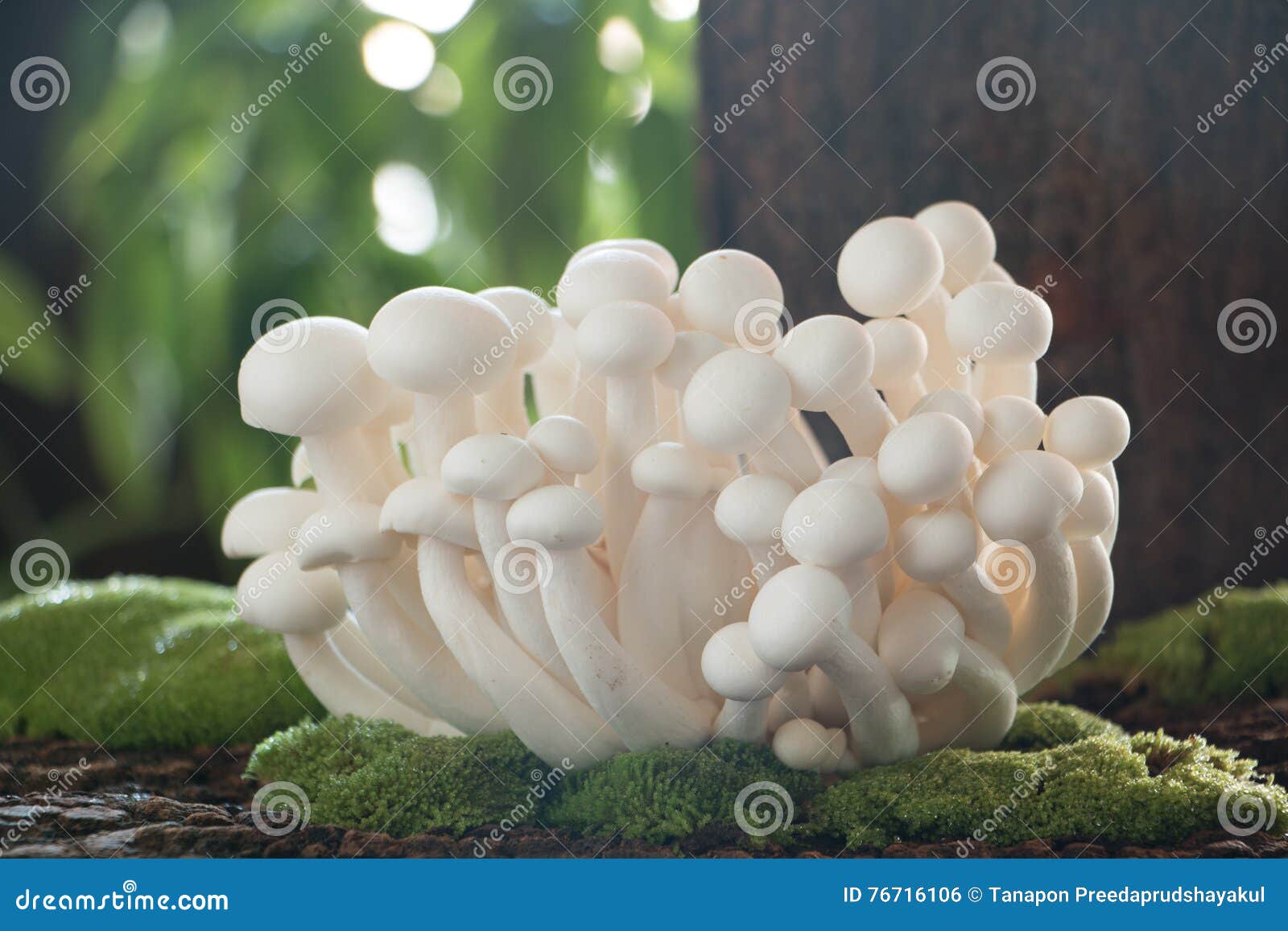 Capped mushroom arkivfoto. Bild av rött, medf8ort, rektor - 76716106
