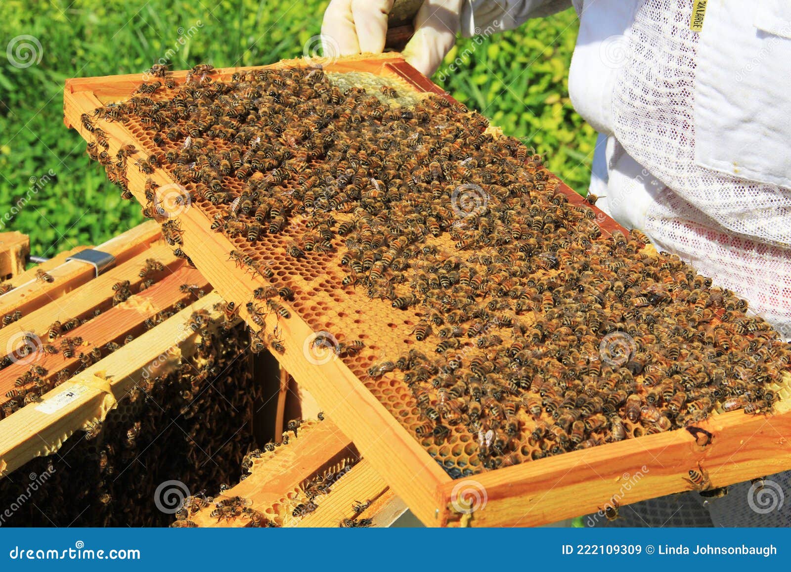 Capped and Uncapped Brood Comb Stock Image - Image of ecology, beehive ...