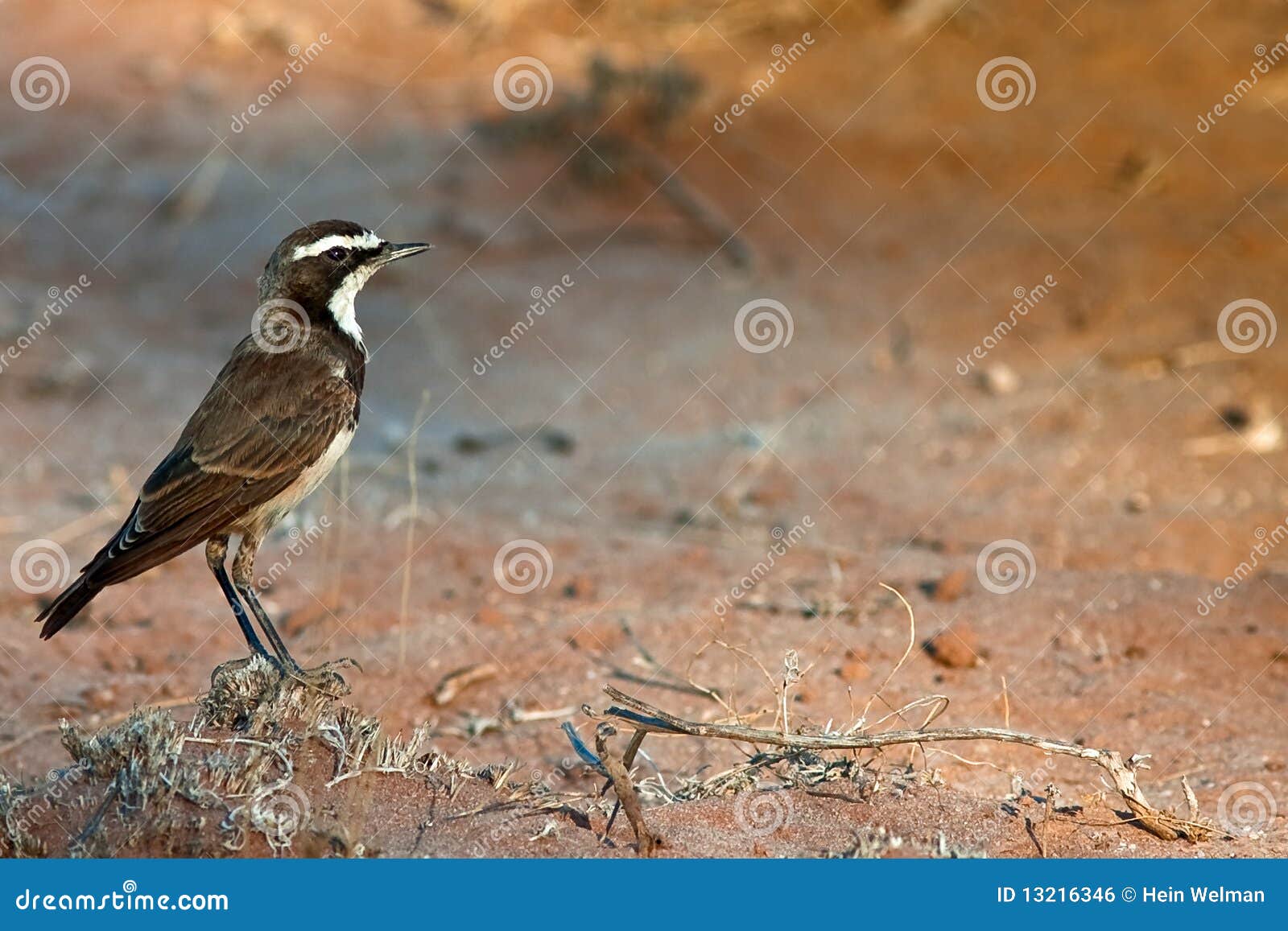 Capped Wheatear stock photo. Image of orange, wheatear - 13216346