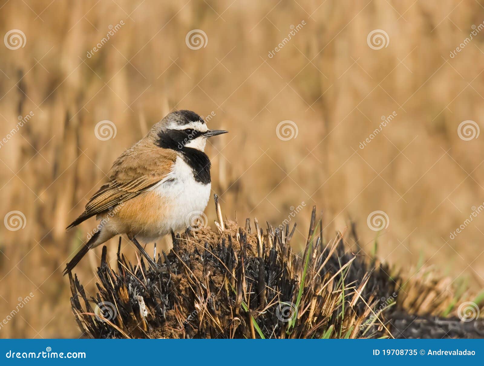 Capped wheatear stock image. Image of bird, animal, eating - 19708735