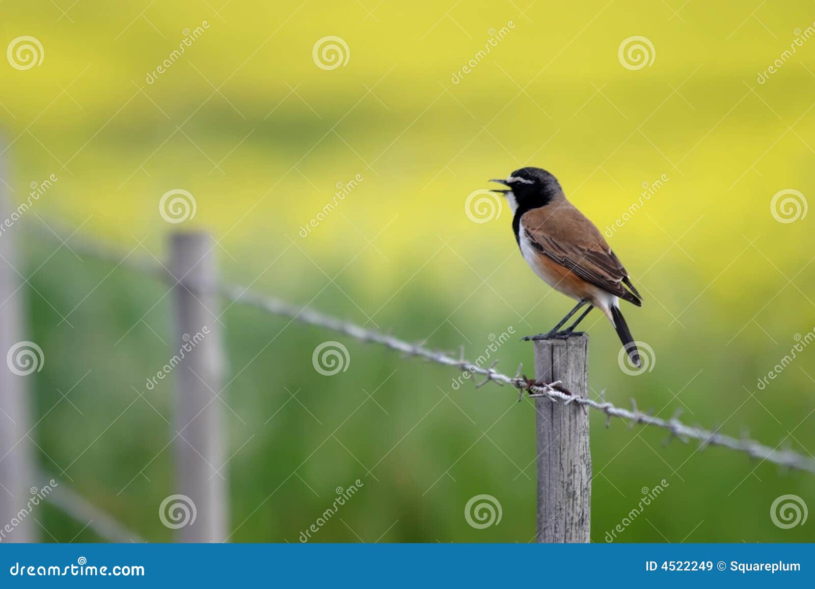 Capped Wheatear stock image. Image of western, birds, capped - 4522249