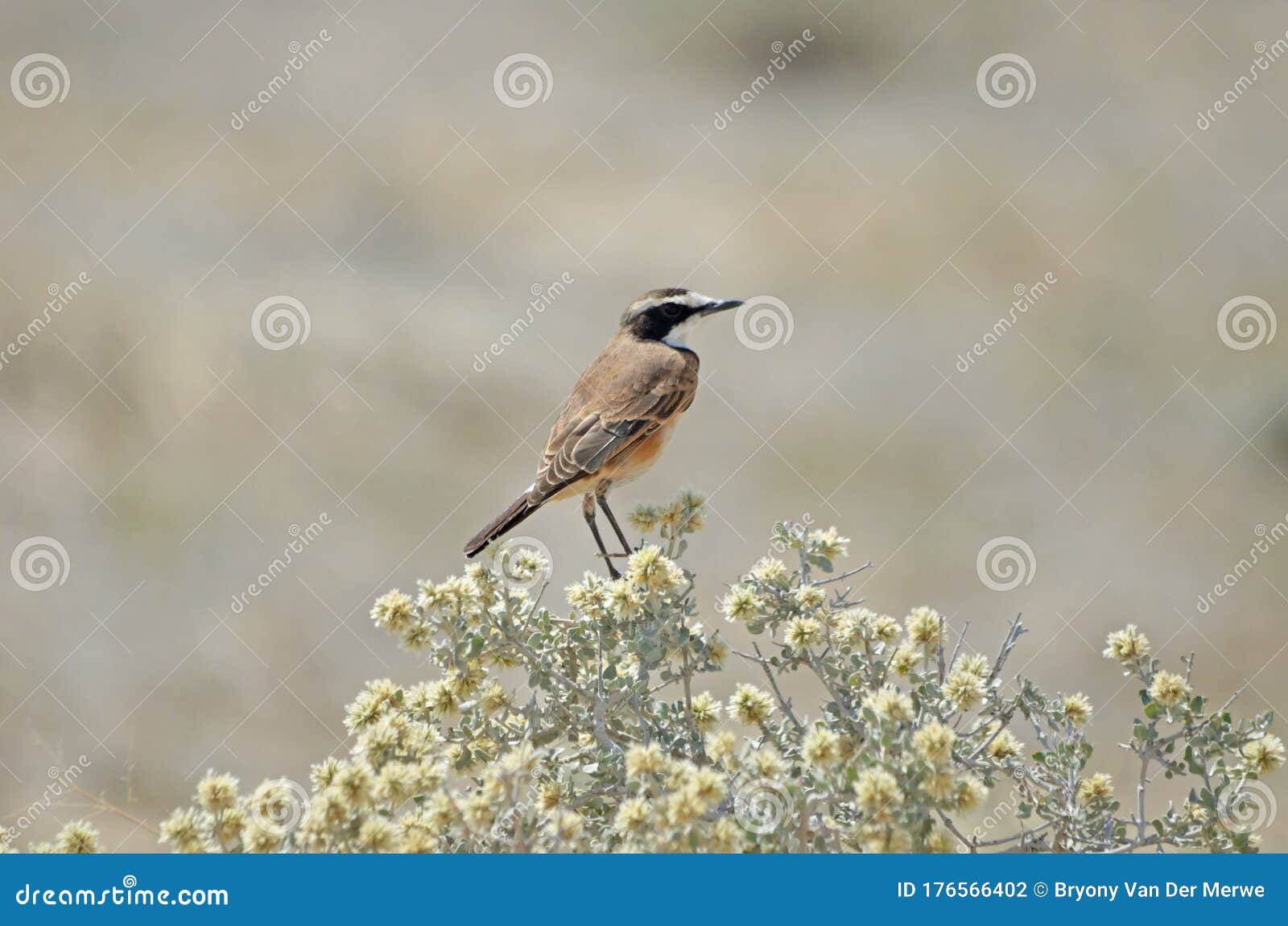 Capped Wheatear, Dry Background Stock Photo - Image of africa, wheatear ...