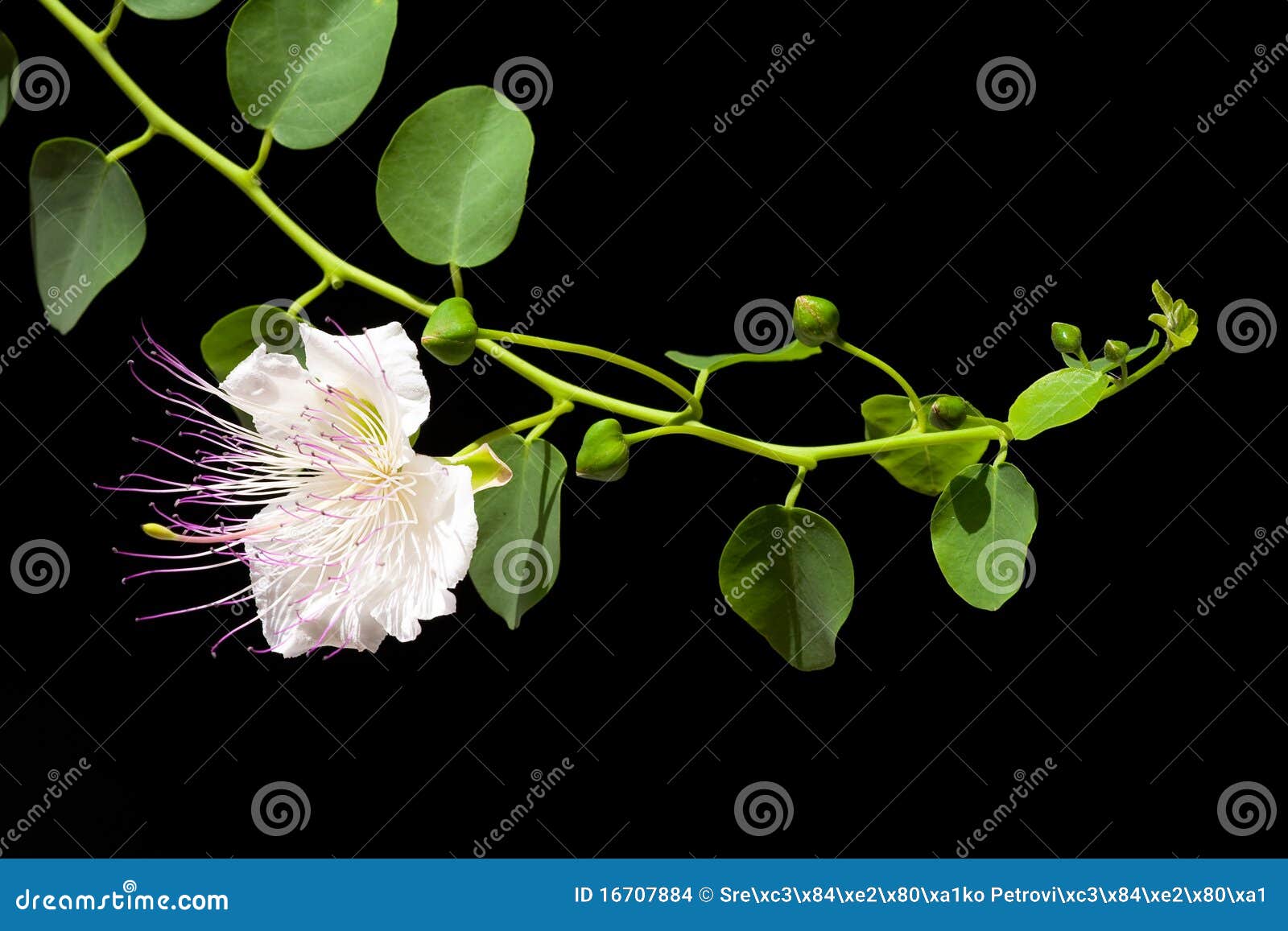 Cappero Selvaggio - Spinosa Del Capparis Fotografia Stock - Immagine di ...