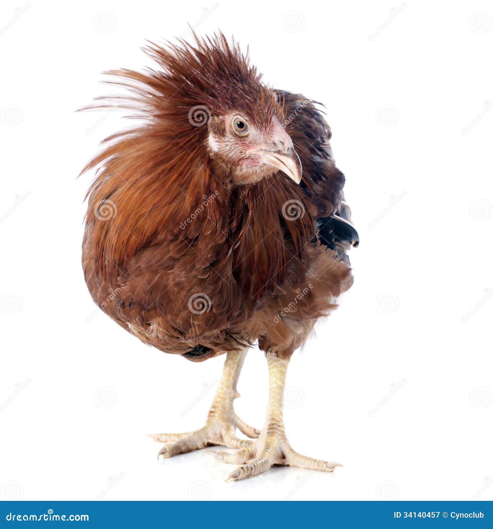 Cappone di Brown immagine stock. Immagine di natale, uccello - 34140457