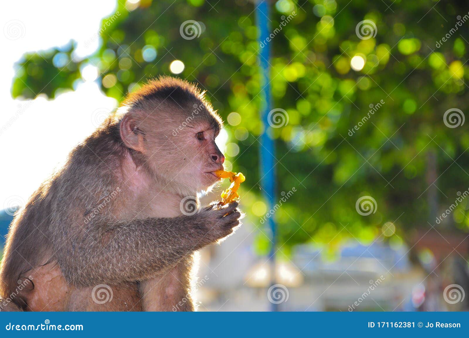 A Cappuchine Monkey Eating Papaya Stock Image - Image of costa, primate ...