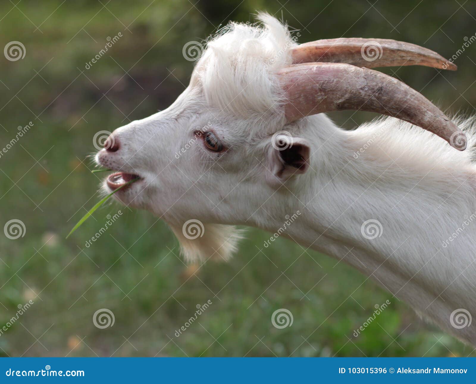 Capra fotografia stock. Immagine di infante, orecchi - 103015396