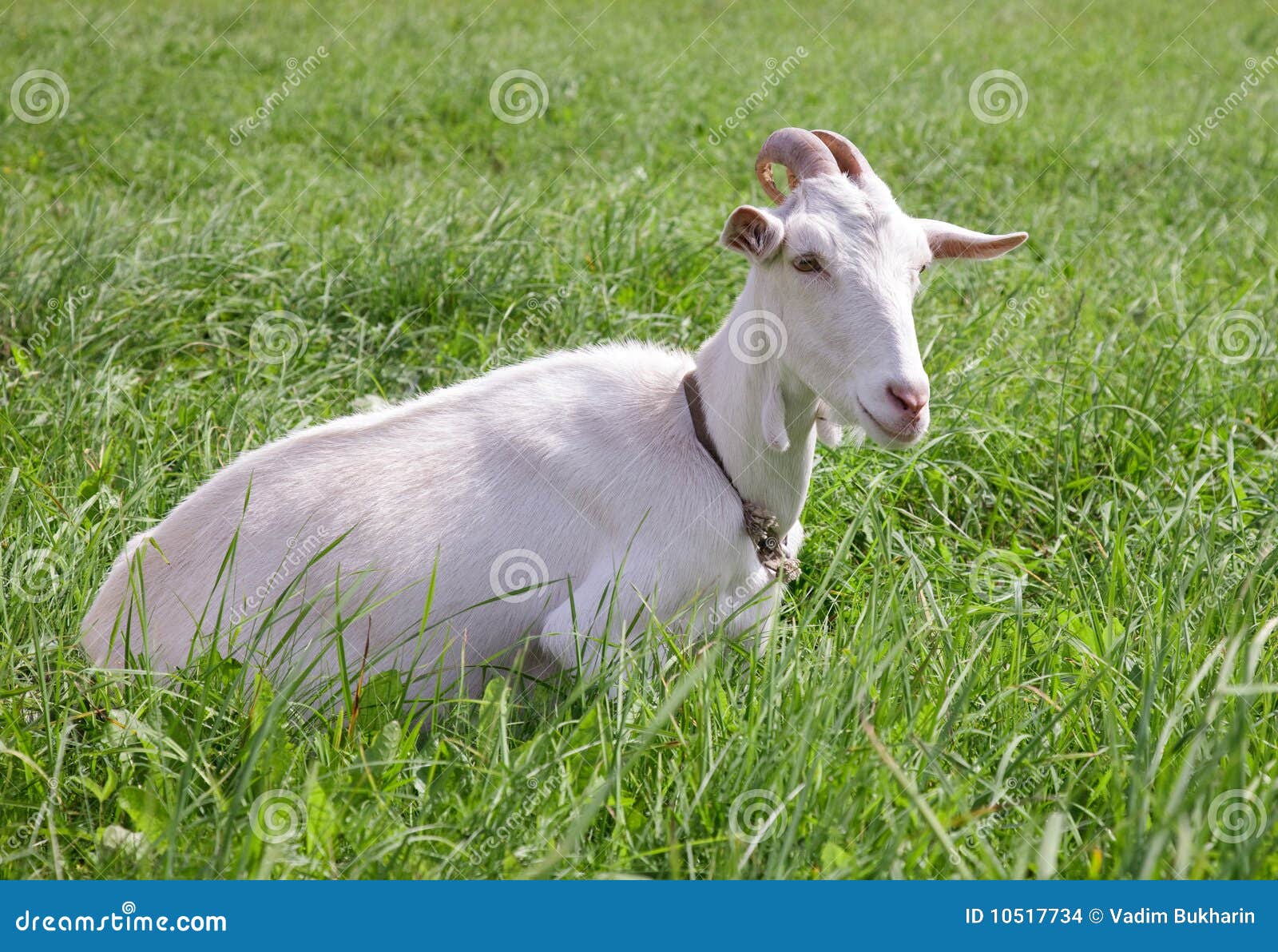 Capra fotografia stock. Immagine di lane, animale, verde - 10517734