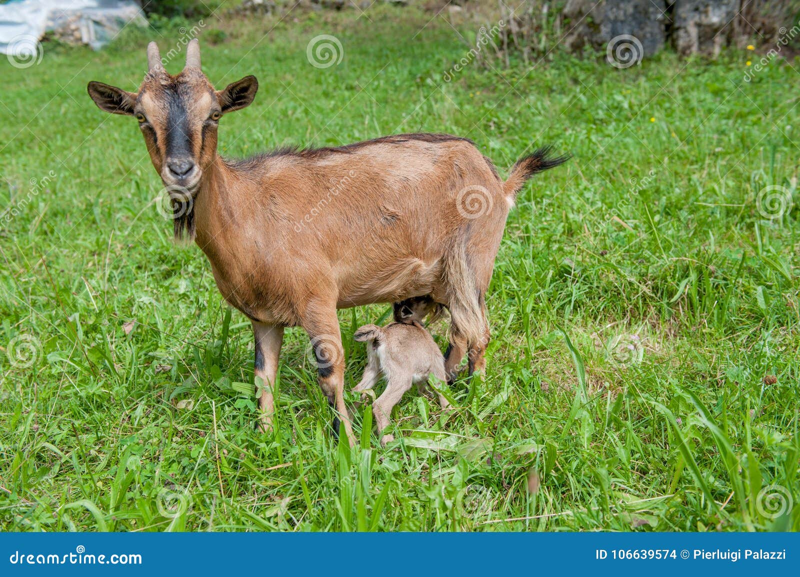 Capra foto de archivo. Imagen de cabra, animal, ojos - 106639574