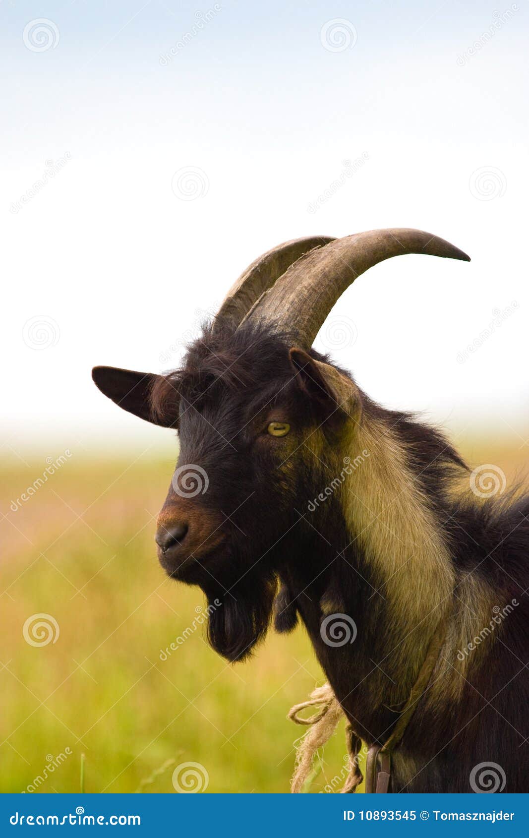 Capra immagine stock. Immagine di nazionale, pascolo - 10893545