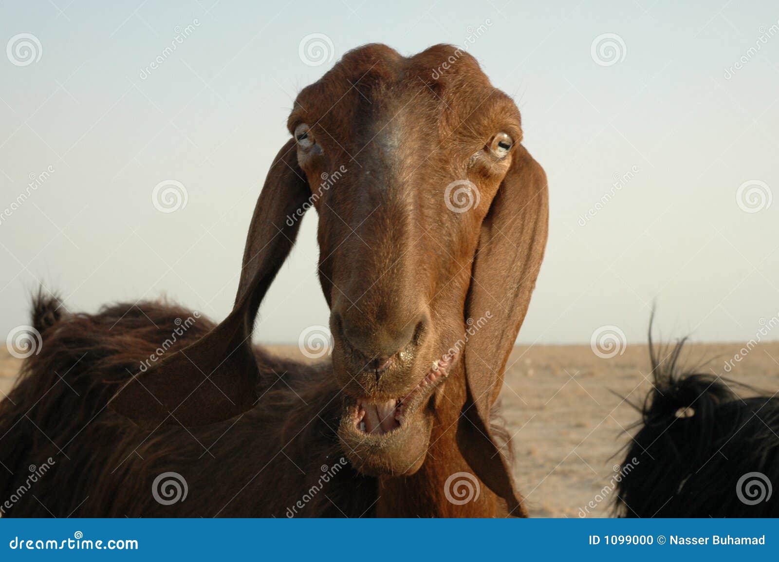 Capra fotografia stock. Immagine di sabbia, neutro, cammelli - 1099000