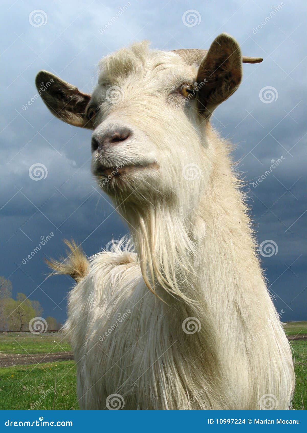 Capra fotografia stock. Immagine di trofeo, peloso, podere - 10997224