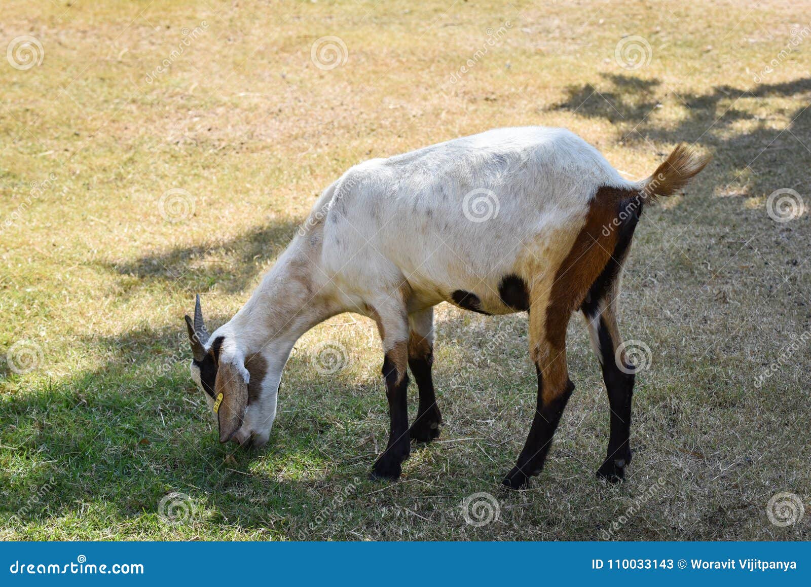 Capra immagine stock. Immagine di adorabile, bere, capra - 110033143