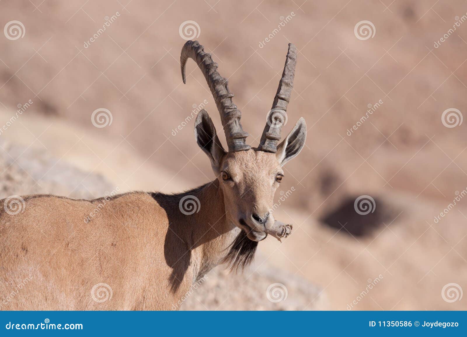 Capra fotografia stock. Immagine di animale, animali - 11350586