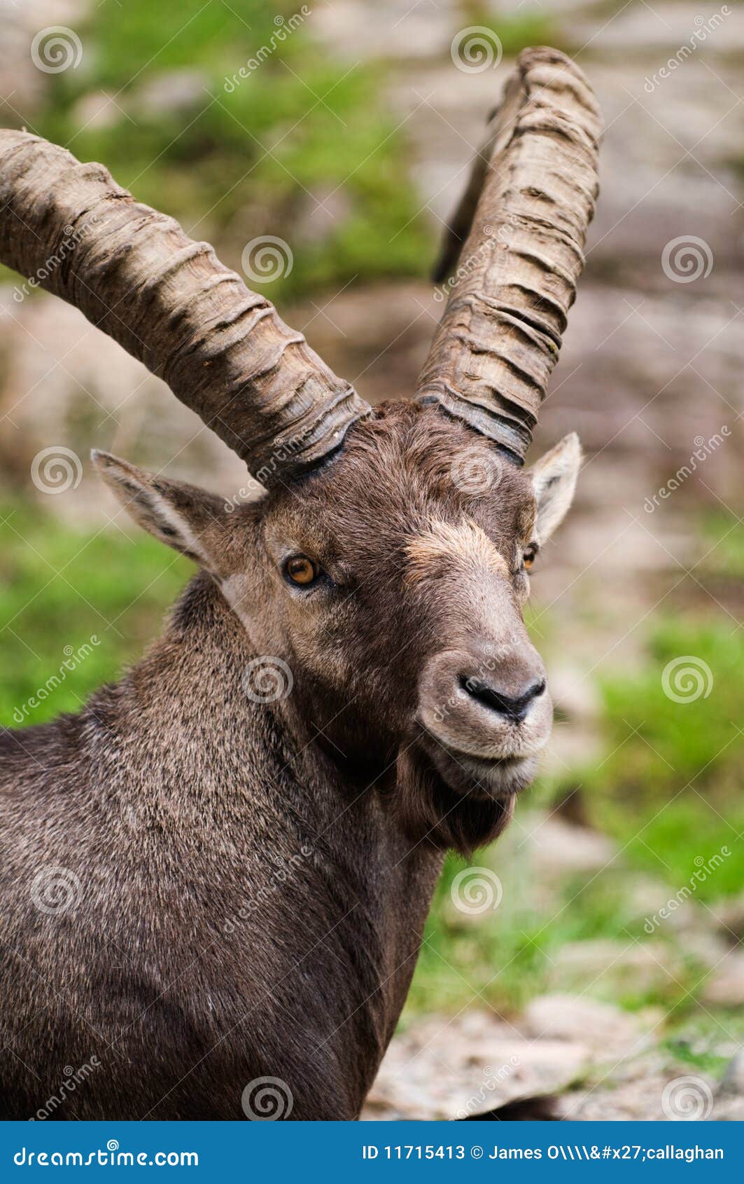 Capra immagine stock. Immagine di animale, marrone, corni - 11715413