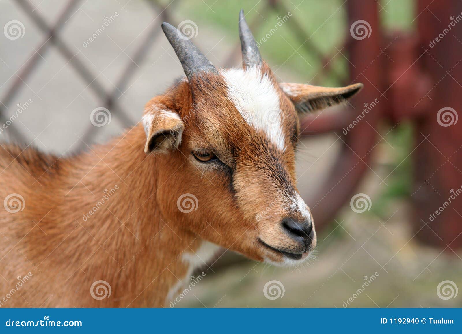 Capra fotografia stock. Immagine di barba, selvaggio, miniatura - 1192940