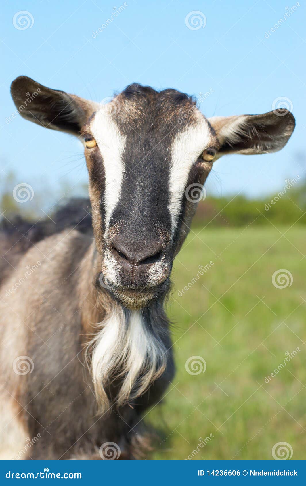 Capra fotografia stock. Immagine di orecchio, occhio - 14236606
