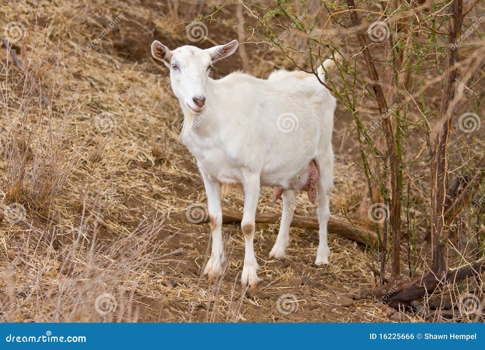 Capra fotografia stock. Immagine di nessuno, nave, rurale - 16225666