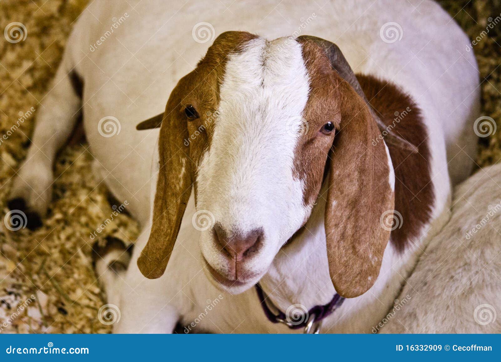 Capra immagine stock. Immagine di capra, stalla, podere - 16332909