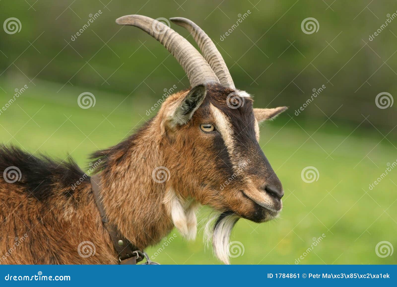 Capra immagine stock. Immagine di nazionale, erba, barbuto - 1784861