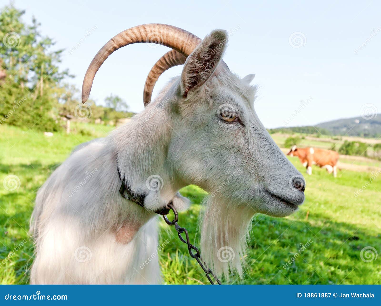 Capra immagine stock. Immagine di nave, verde, giovane - 18861887