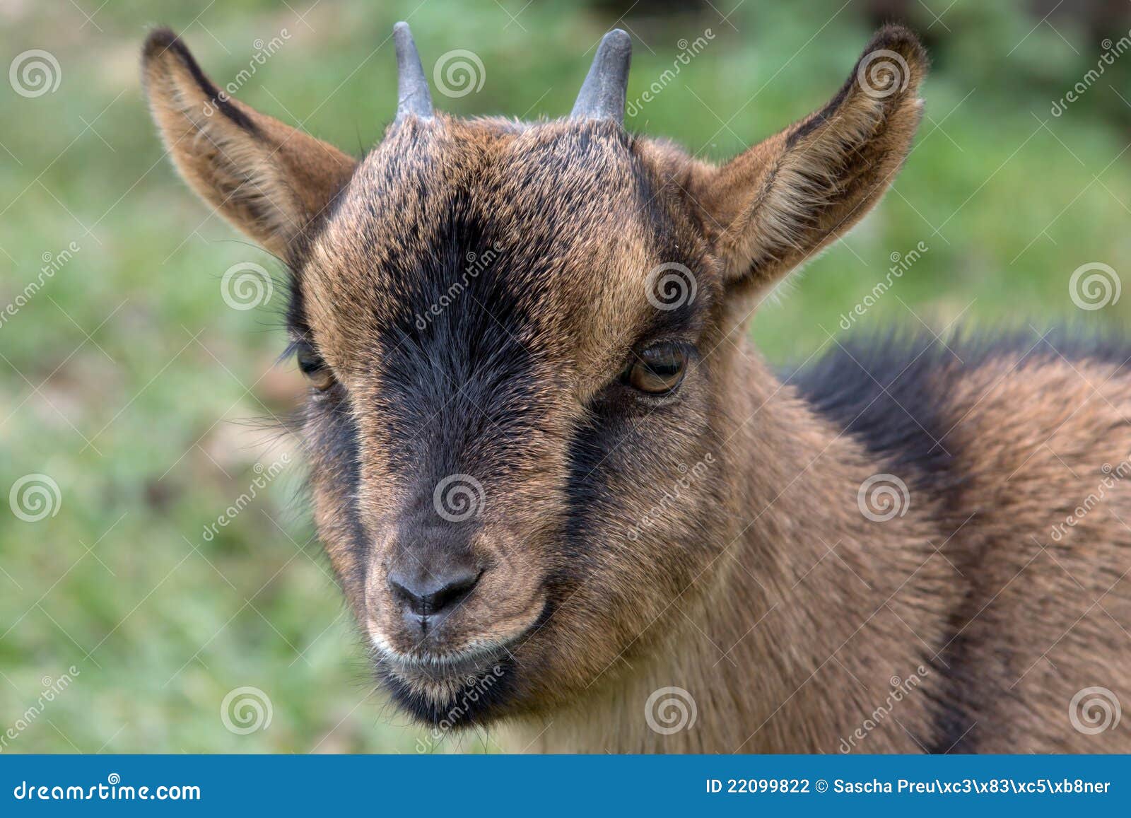 Capra 2 fotografia stock. Immagine di agricoltura, latte - 22099822