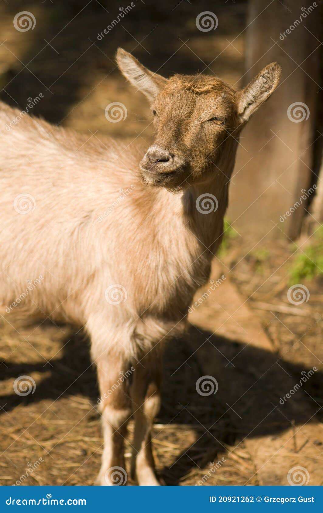 Capra stock photo. Image of bovidae, herbivore, beard - 20921262
