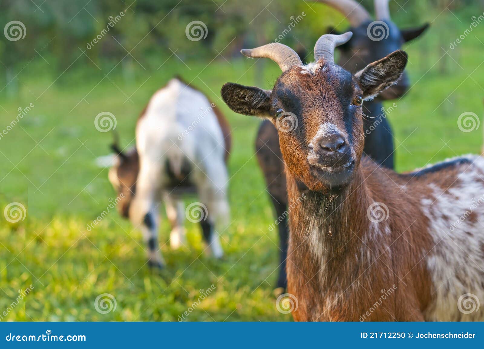Capra fotografia stock. Immagine di osservare, agricoltura - 21712250
