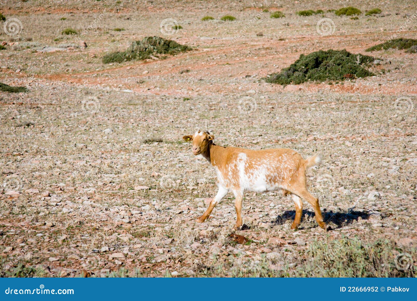 Capra fotografia stock. Immagine di campo, bestiami, capra - 22666952