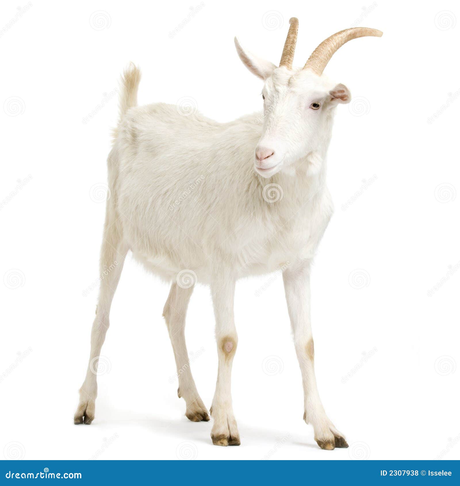 Capra fotografia stock. Immagine di podere, posizione - 2307938