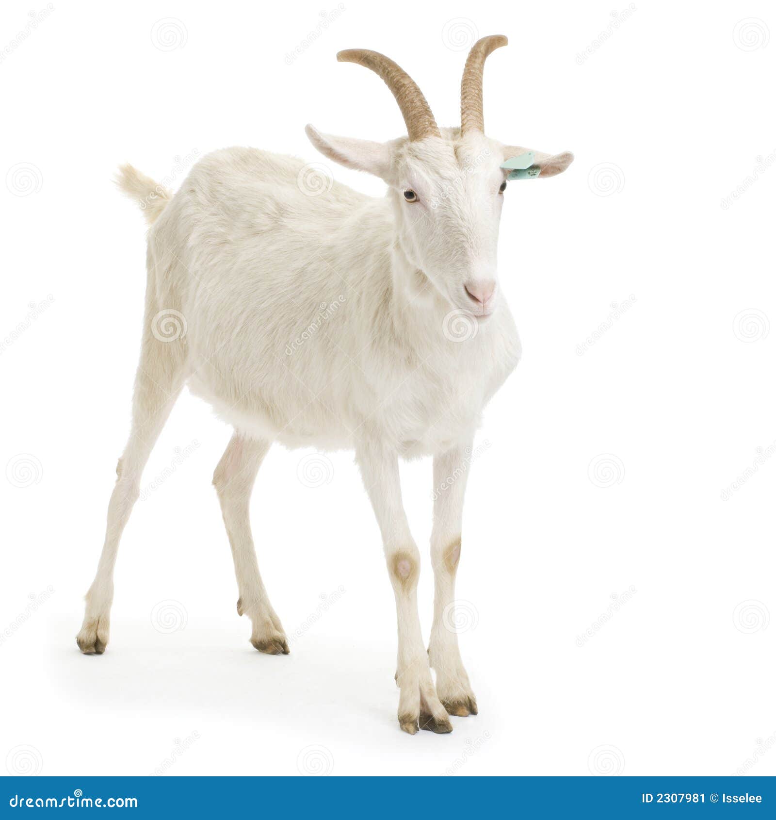 Capra immagine stock. Immagine di vertebrato, nazionale - 2307981