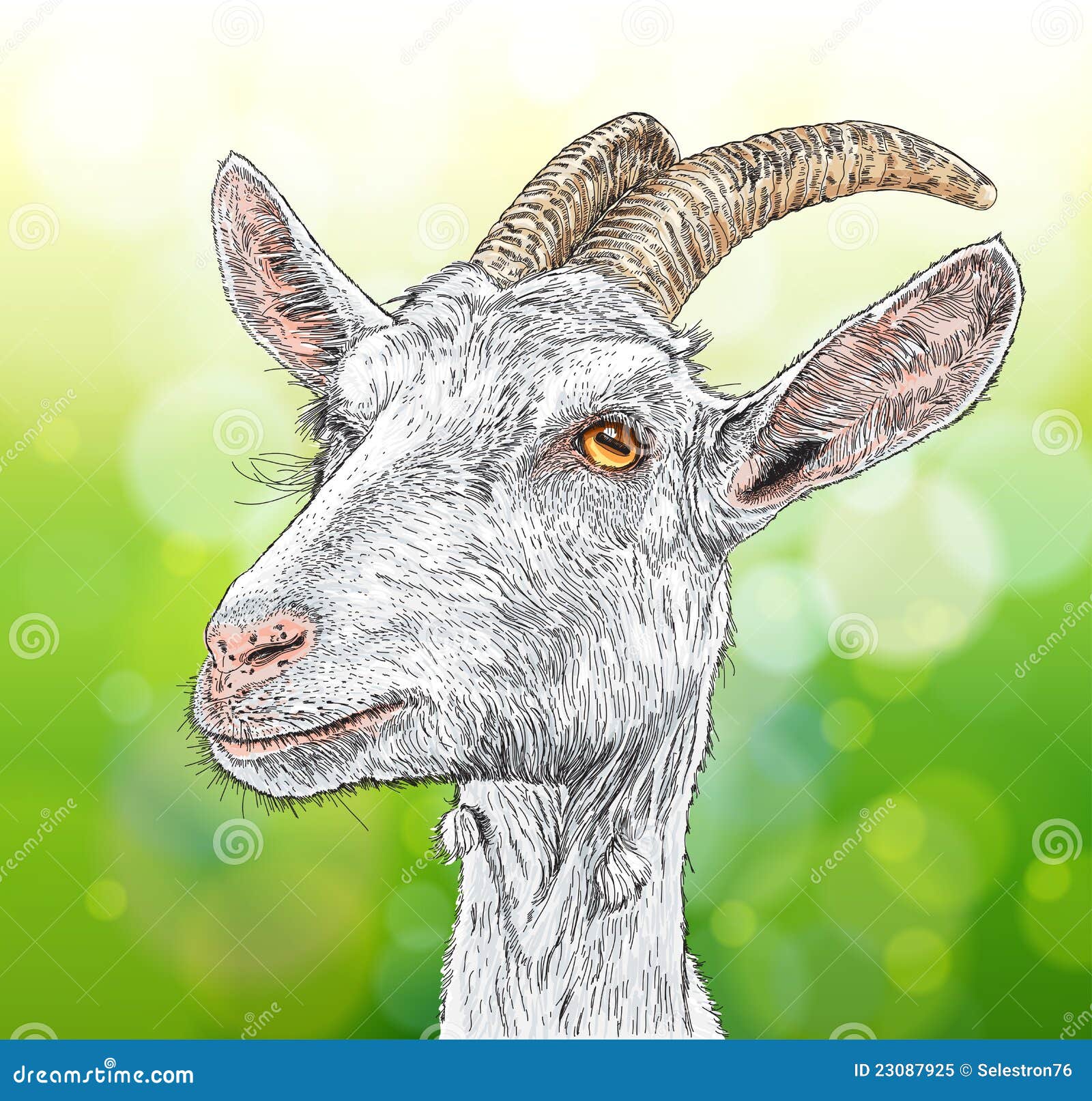 Capra illustrazione vettoriale. Illustrazione di curiosità - 23087925