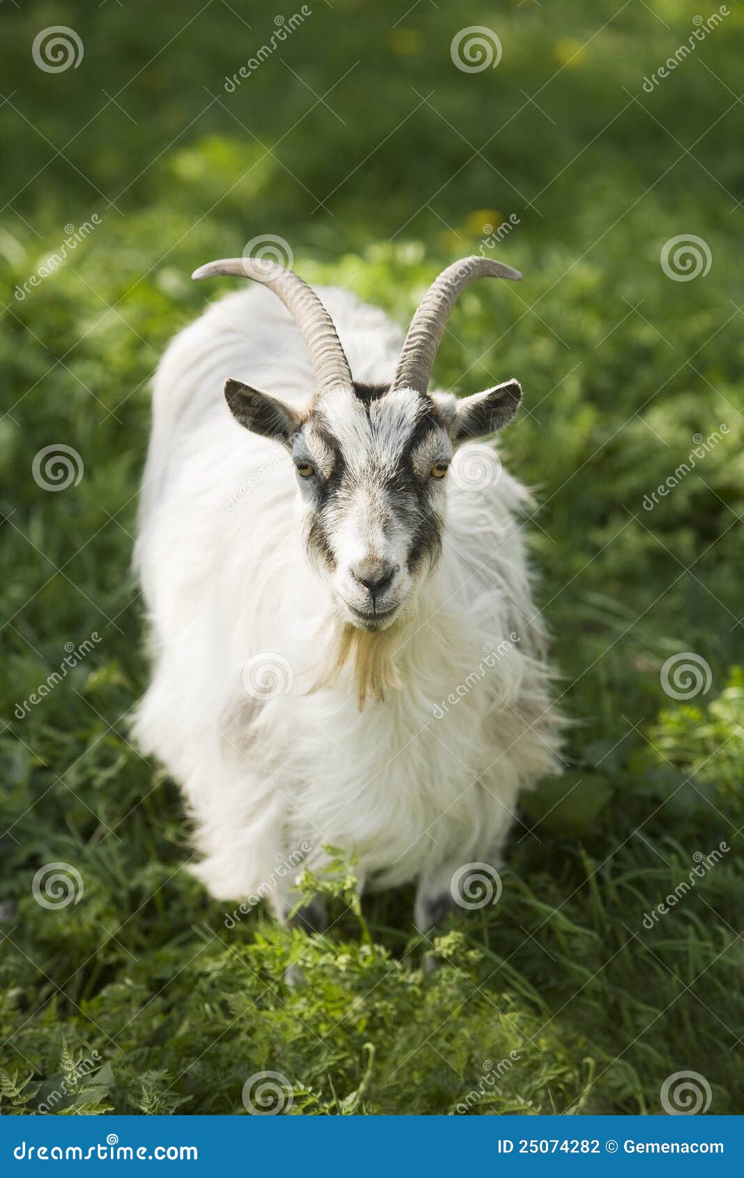 Capra fotografia stock. Immagine di aperto, coperta, capelli - 25074282