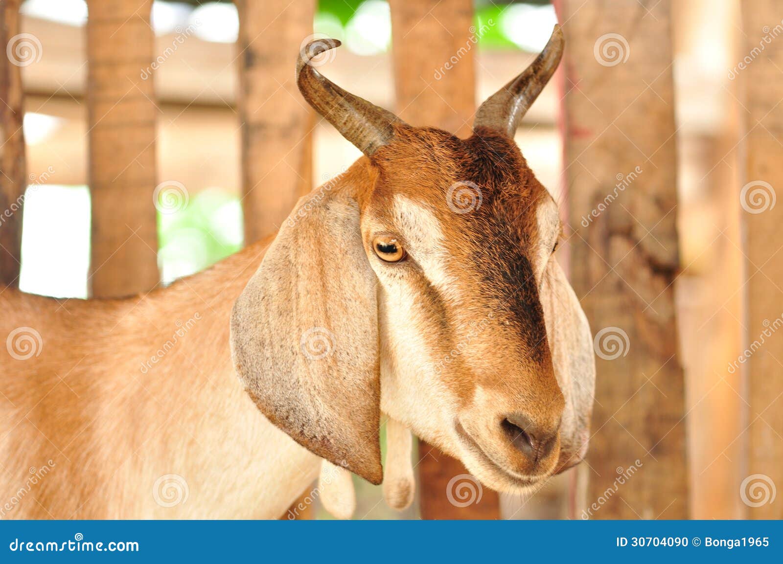 Capra fotografia stock. Immagine di nazionale, vita, nero - 30704090