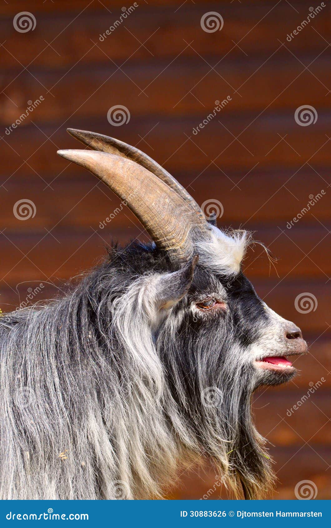 Capra fotografia stock. Immagine di capra, africa, camerun - 30883626