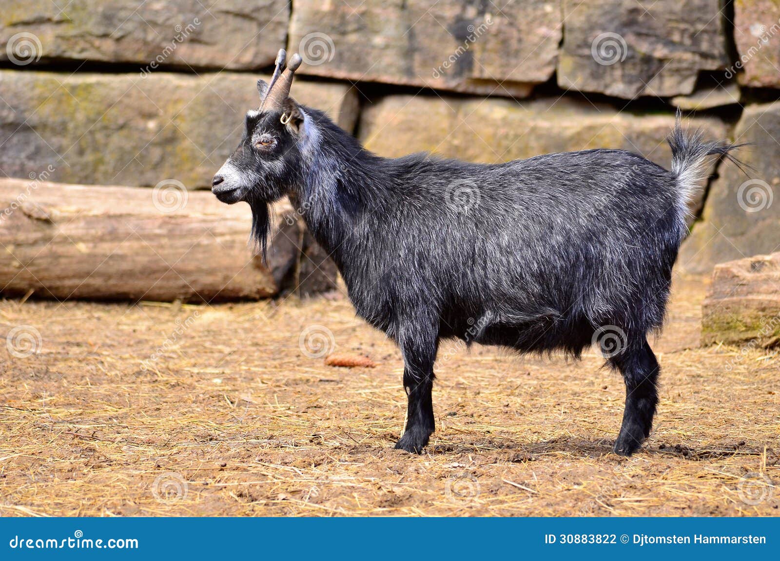 Capra fotografia stock. Immagine di africano, capra, africa - 30883822