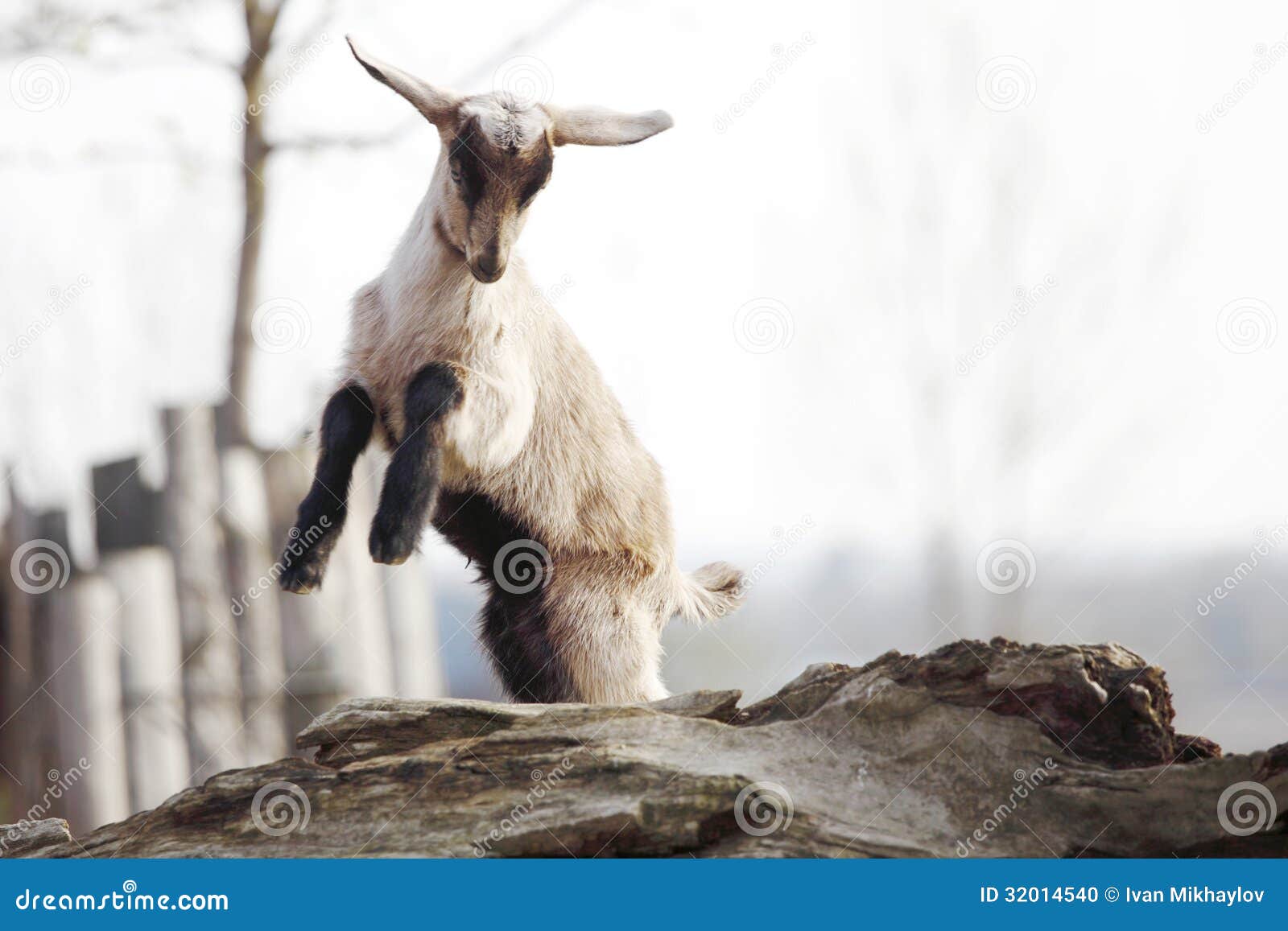 Capra fotografia stock. Immagine di occhio, capelli, capra - 32014540