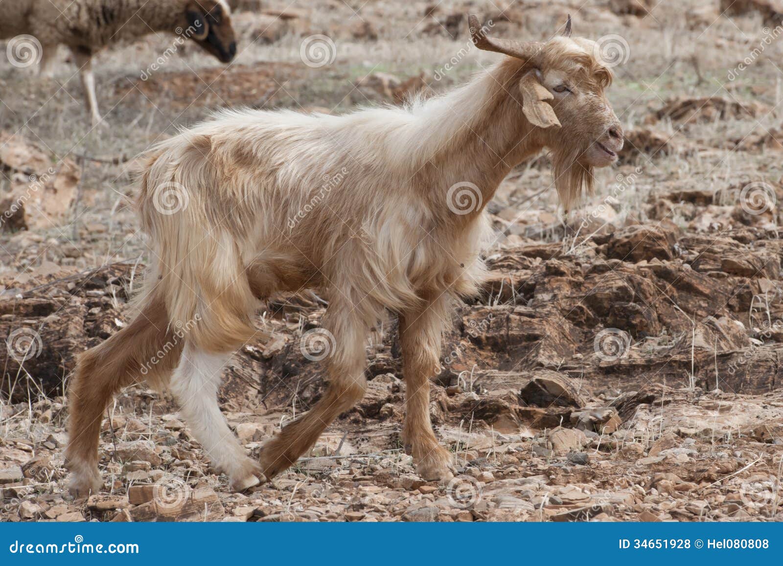 Capra fotografia stock. Immagine di podere, peloso, capra - 34651928
