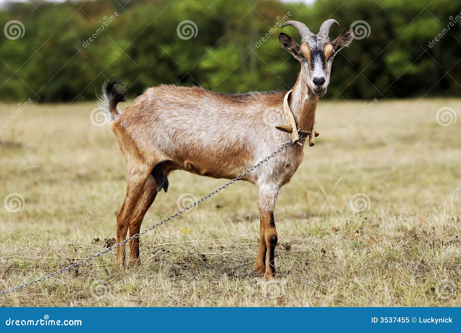 Capra immagine stock. Immagine di nazionale, agricoltura - 3537455