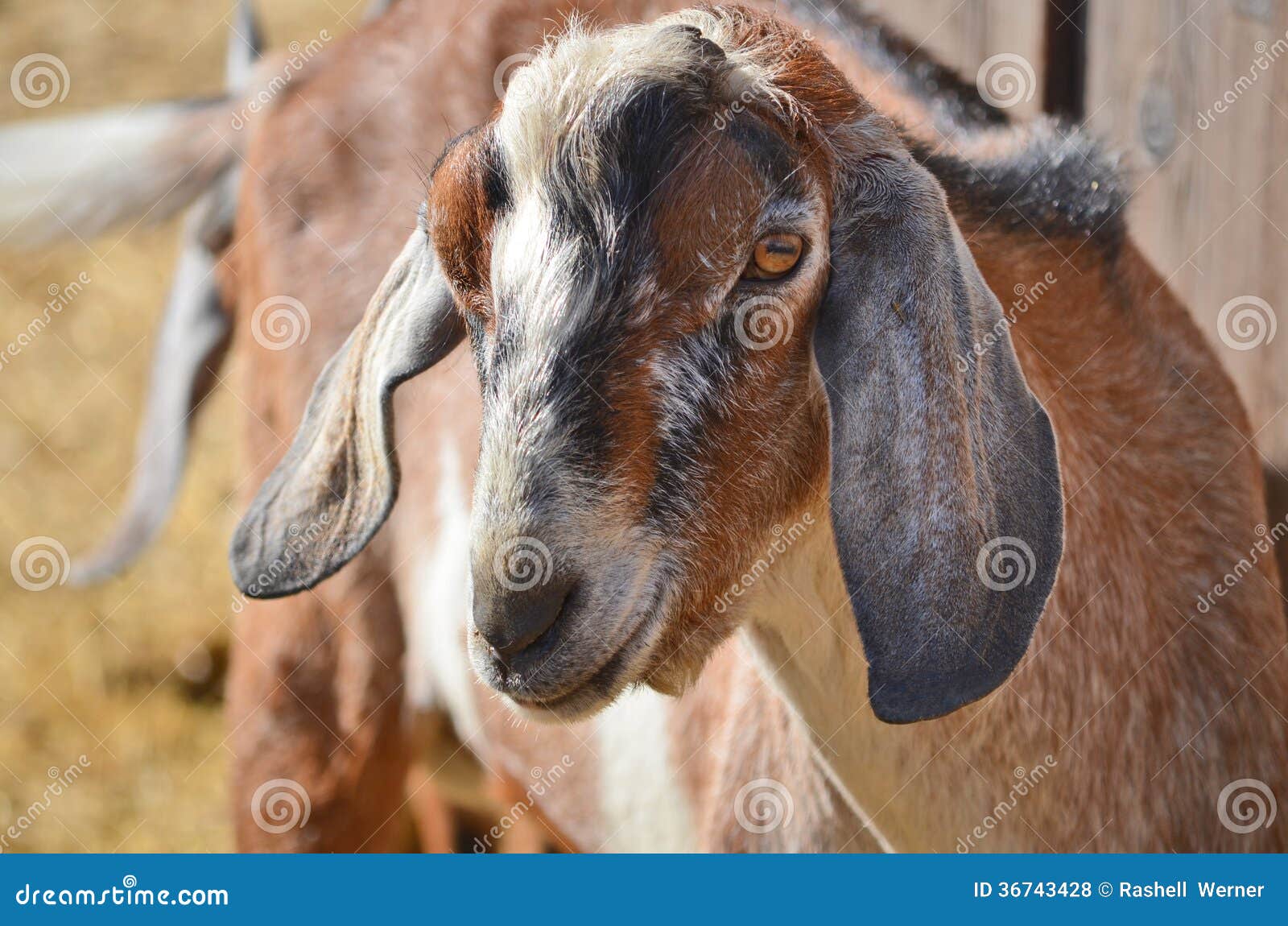 Capra fotografia stock. Immagine di occhi, animale, capre - 36743428