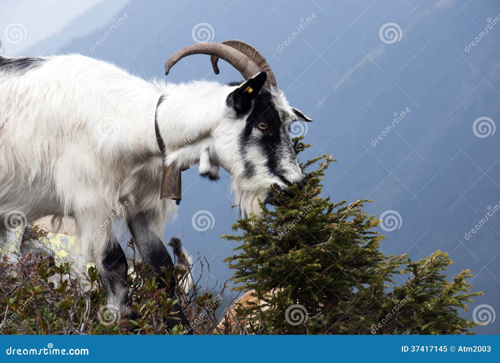 Capra immagine stock. Immagine di prato, capre, consumo - 37417145